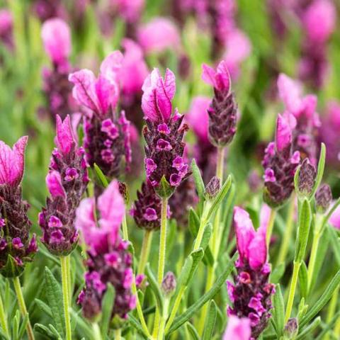 LAVENDER - LADIVA PAPILLON DEEP ROSE - www.lagreenhouse.ca | La ...