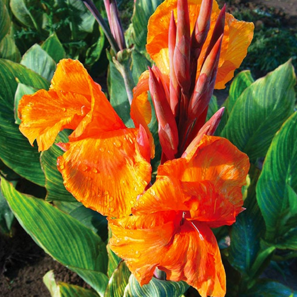 CANNA LILY - PRETORIA | La Greenhouse. Top Quality Flowers, Veggies ...