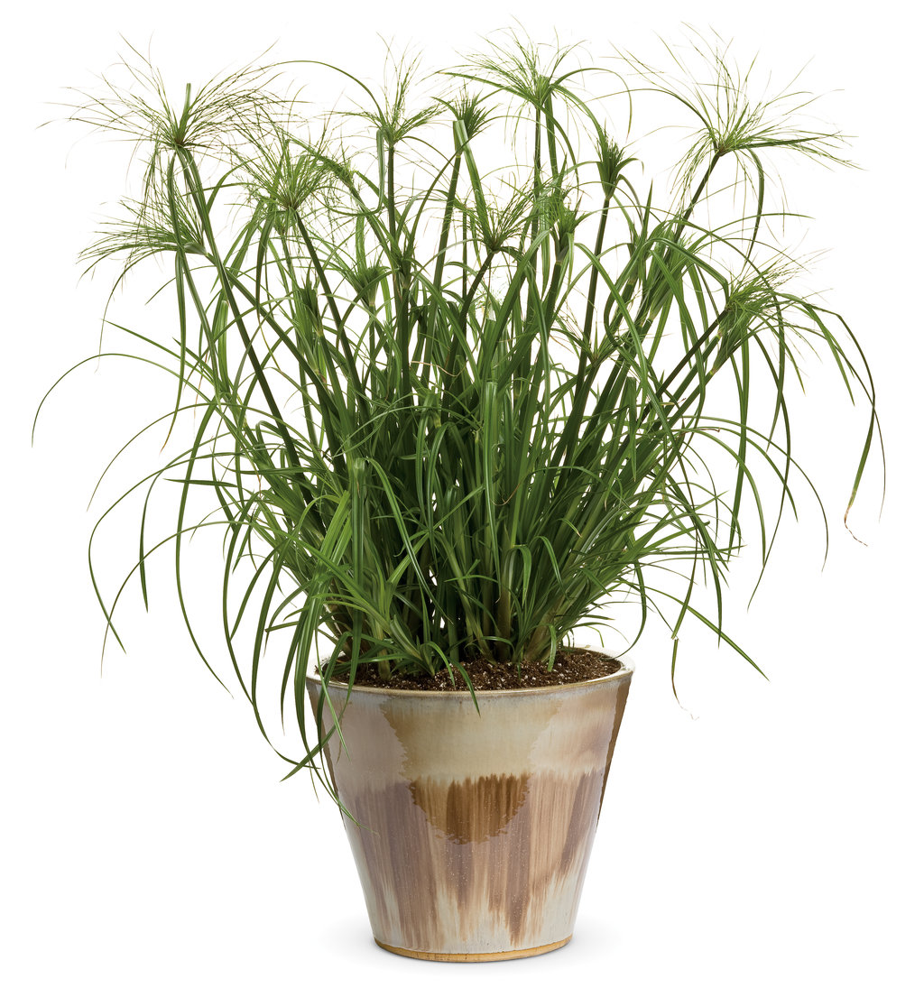 Papyrus Prince Tut La Greenhouse