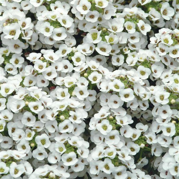 Alyssum Easter Bonnet White - www.lagreenhouse.ca | La Greenhouse. Top ...