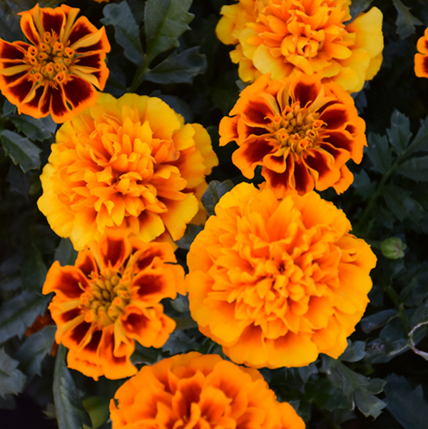 Marigold Hot Pak Mix - www.lagreenhouse.ca | La Greenhouse. Top Quality ...