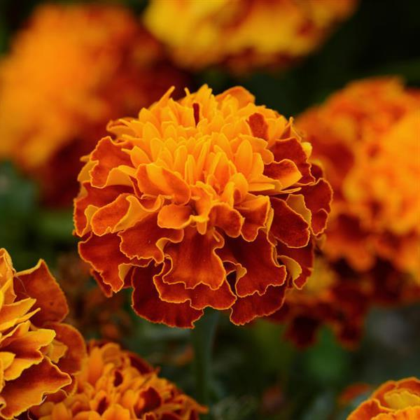 Marigold Hot Pak Spry - www.lagreenhouse.ca | La Greenhouse. Top ...