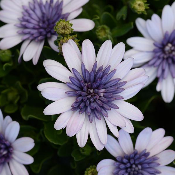 Osteospermum 4D Violet Ice - www.lagreenhouse.ca | La Greenhouse. Top ...