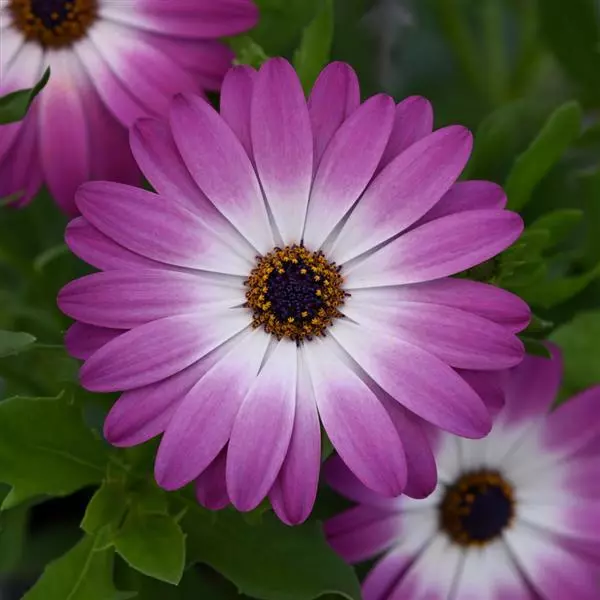 OSTEOSPERMUM - FLOWER POWER COMPACT PINK EYE | La Greenhouse. Top ...