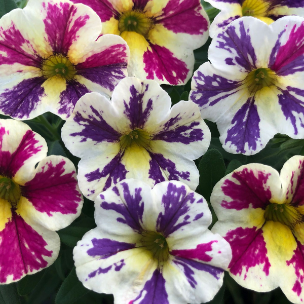 CALIBRACHOA - CANDY SHOP BAG OF TRIX | La Greenhouse. Top Quality ...
