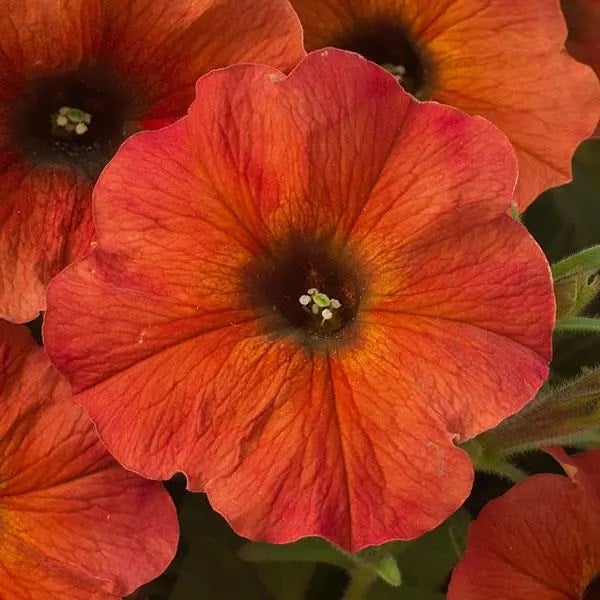 PETCHOA - SUPERCAL PREM RED MAPLE | La Greenhouse. Top Quality Flowers ... PETCHOA - SUPERCAL PREM RED MAPLE | La Greenhouse. Top Quality Flowers ...
